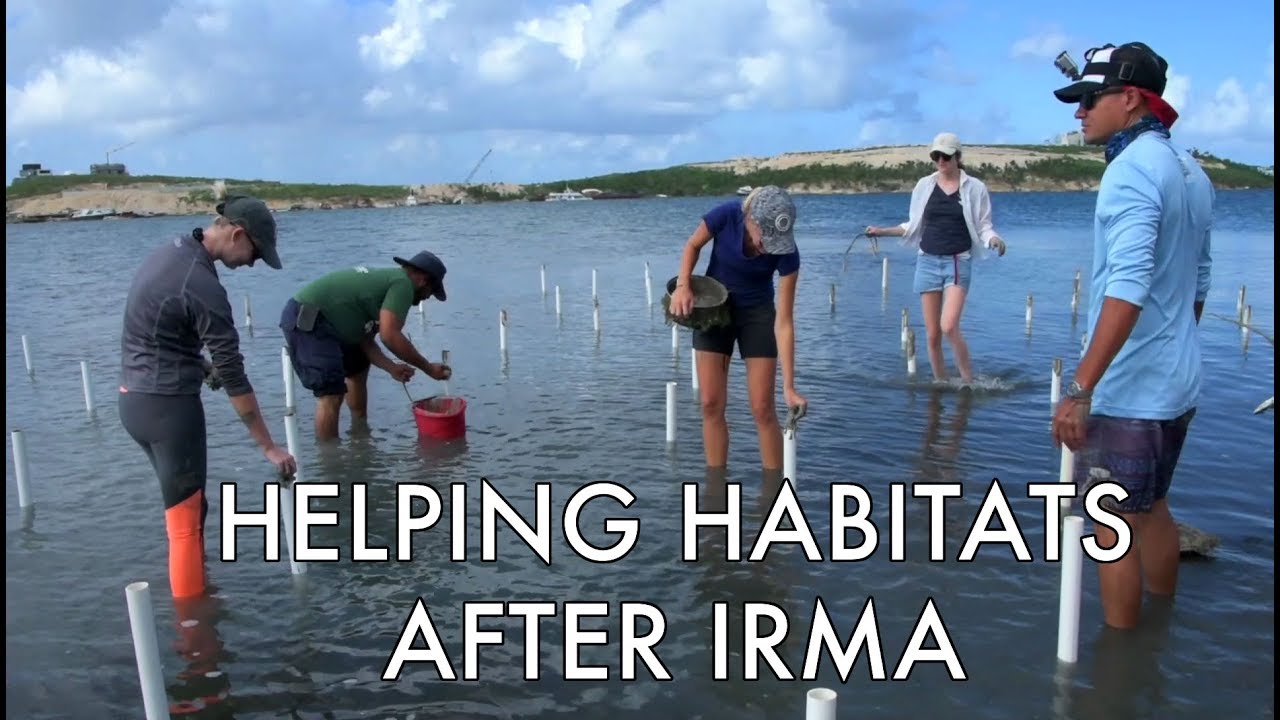 Helping Habitats After Irma – Seegrape: Caribbean Nature and Heritage ...