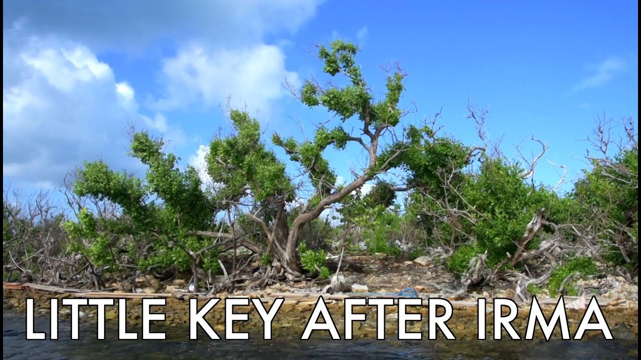 Little Key After Irma – Seegrape: Caribbean Nature and Heritage Videos