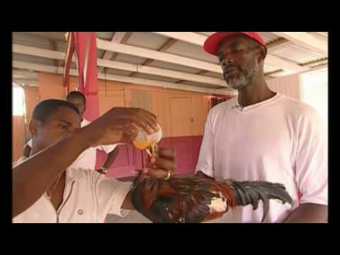 History of the islands of St Martin – Seegrape: Caribbean Nature and ...